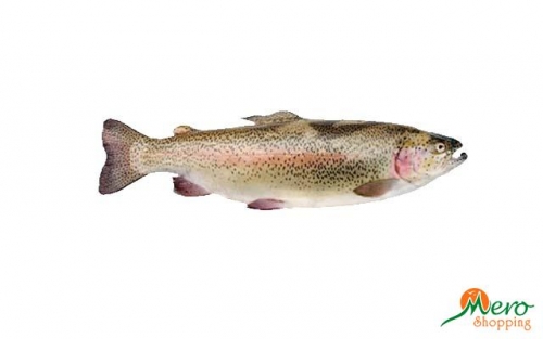 Buy Trout Fish